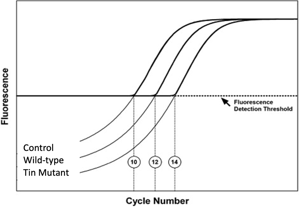 Solved To quantify and compare the amount of transcripts | Chegg.com