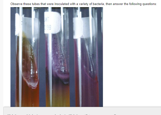 Solved QUESTION 37 Lysine Iron Agar LIA is another example | Chegg.com