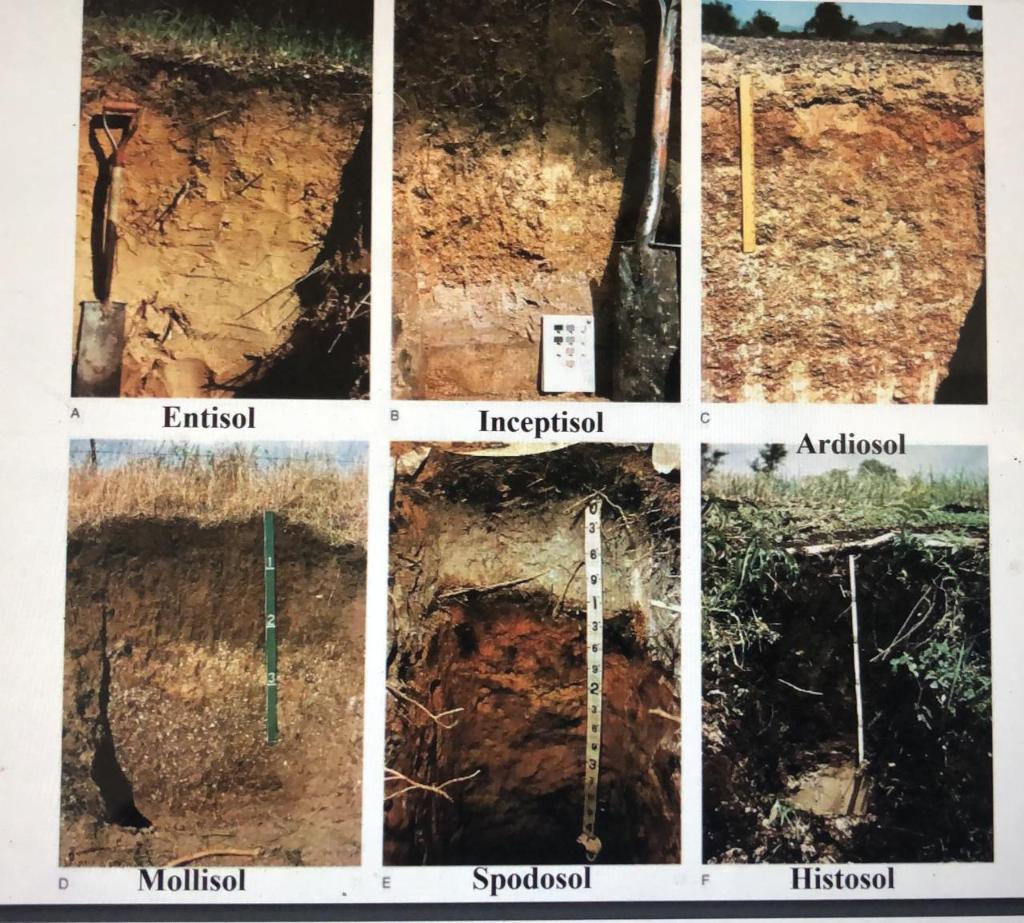 Solved The above soil profiles represent the common soil | Chegg.com