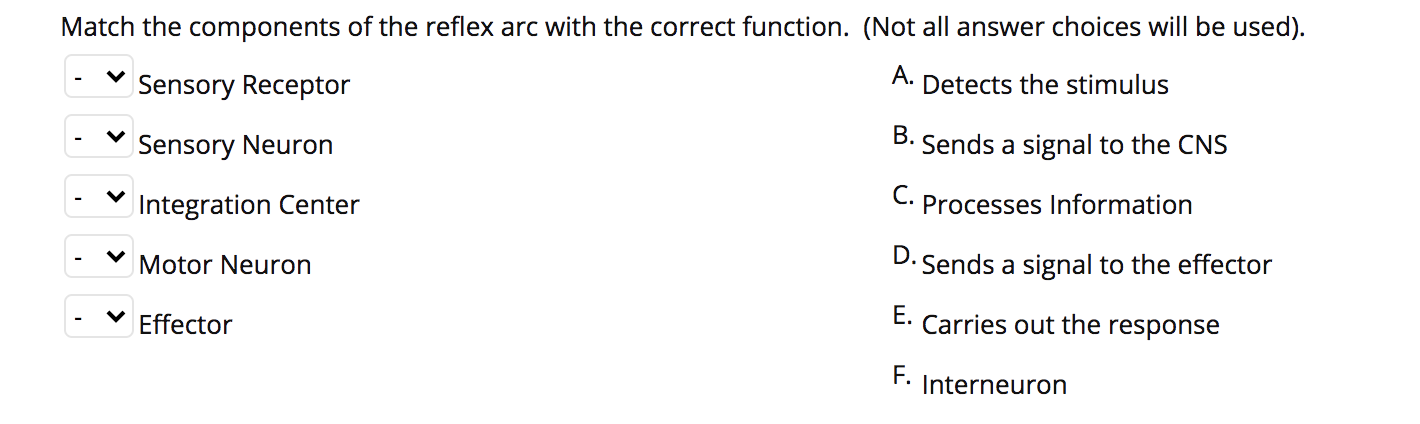 Solved Match the components of the reflex arc with the | Chegg.com