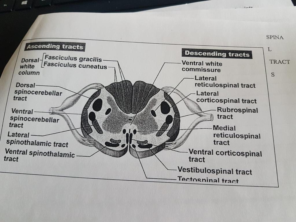 Solved SPINA L Ascending tracts Fasciculus gracilis Dorsal | Chegg.com