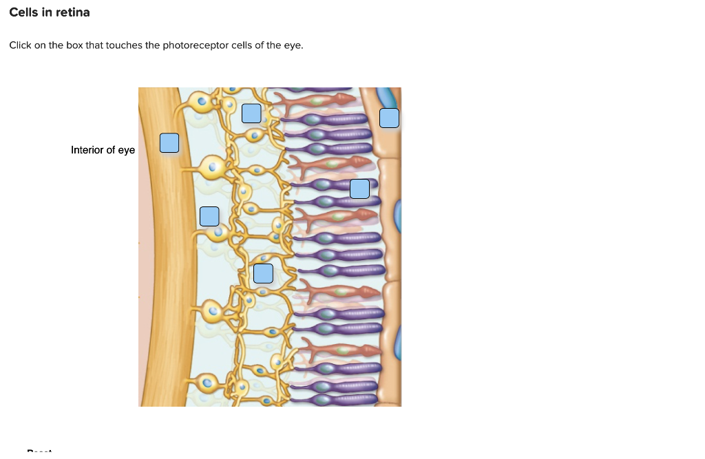 Solved Cells in retina Click on the box that touches the | Chegg.com