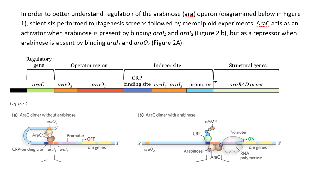 Solved One of these mutations is in the araC gene and | Chegg.com