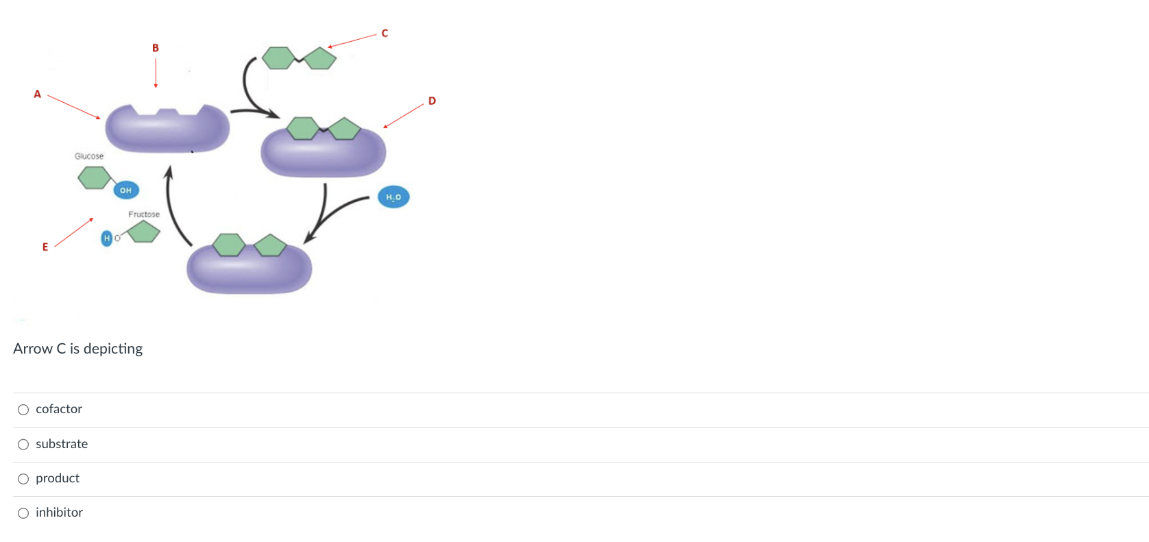 Solved Arrow A is depicting cofactor enzyme enzyme-substrate | Chegg.com