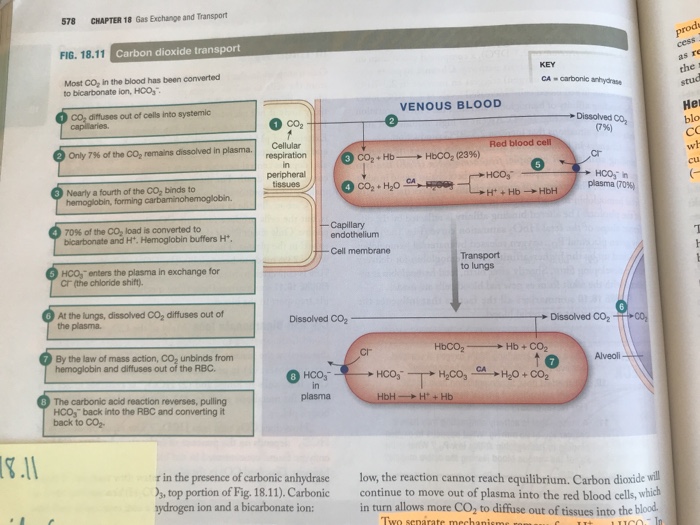 Solved 18. Explain the importance of the | Chegg.com