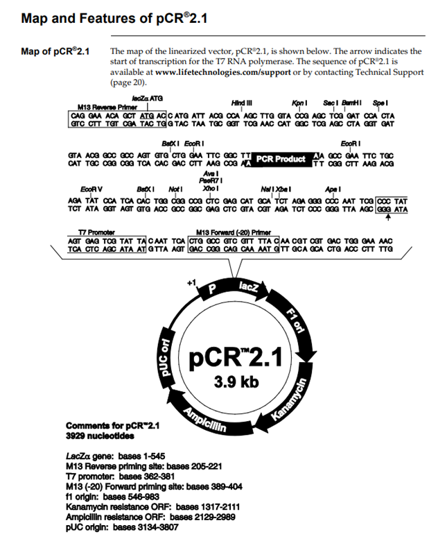 Solved 1. Review the map If the PCR product is 1500 bp, | Chegg.com