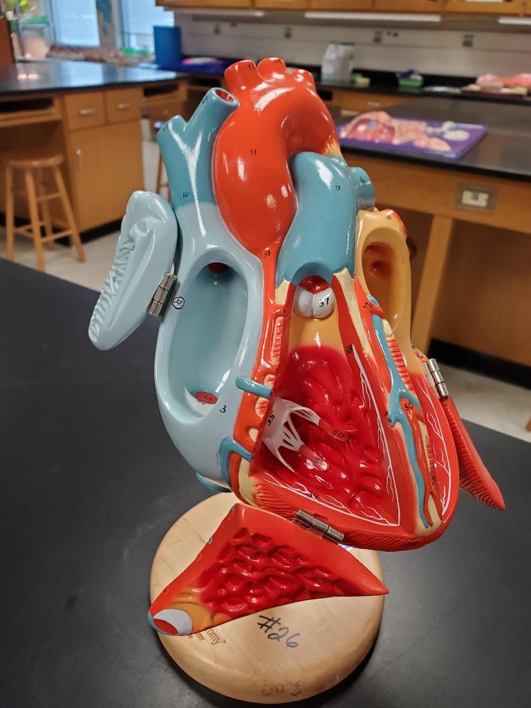 Solved 96# Autographed Anatomy #26 Autographed Anatomy des | Chegg.com