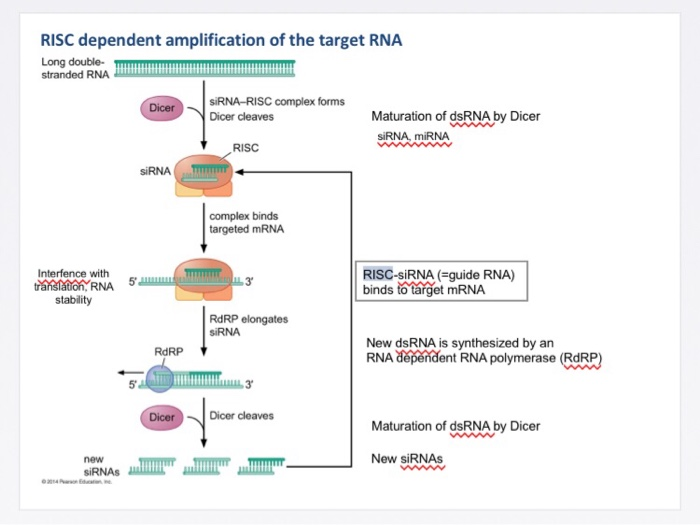 Solved 27. The RISC complex is made up of RNA only. a. True | Chegg.com
