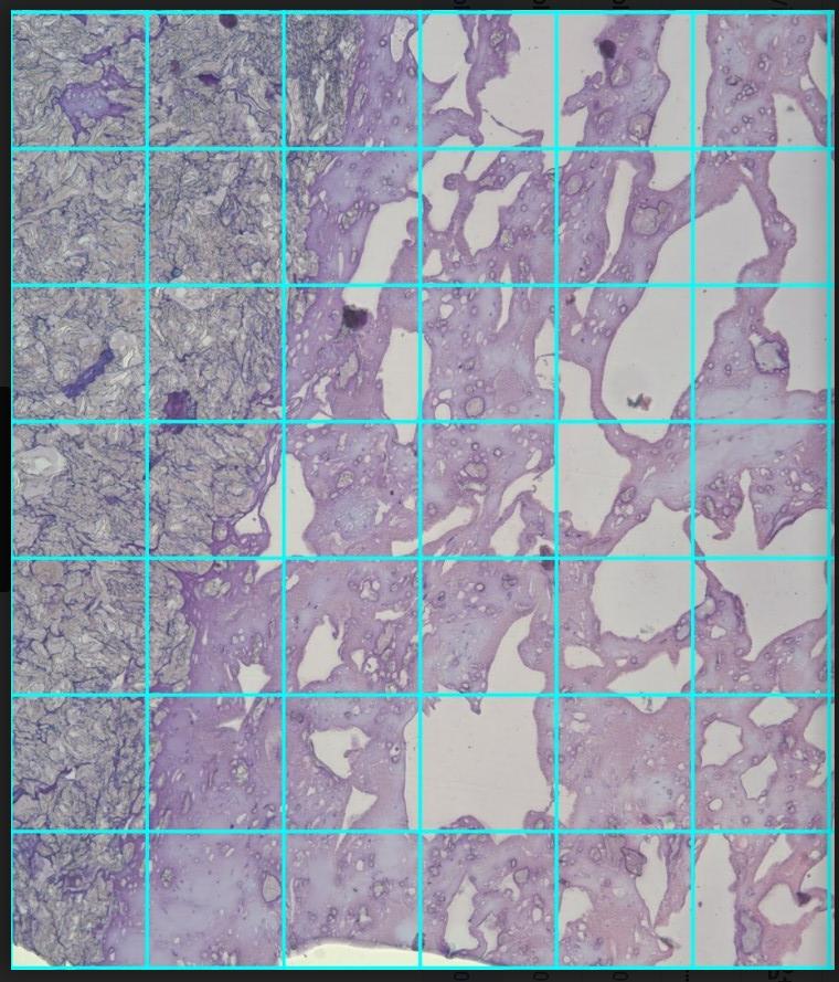 Solved Classify the tissues under each intersection of lines | Chegg.com