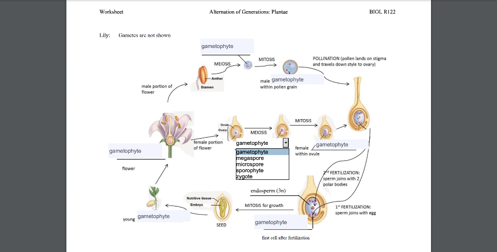Solved Instructions: 1. Select the name of each stage from | Chegg.com