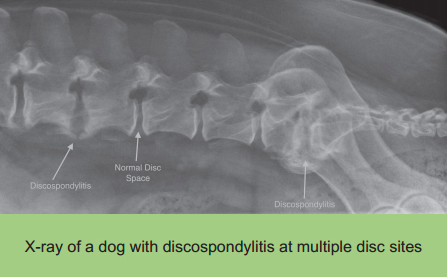 Is Discospondylitis Contagious To Other Dogs