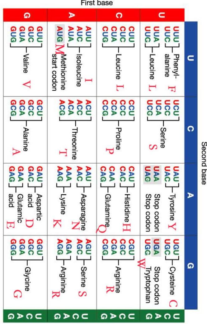Solved he following DNA sequence is the coding strand, | Chegg.com