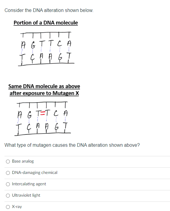 Solved Consider the DNA alteration shown below. Portion of a | Chegg.com