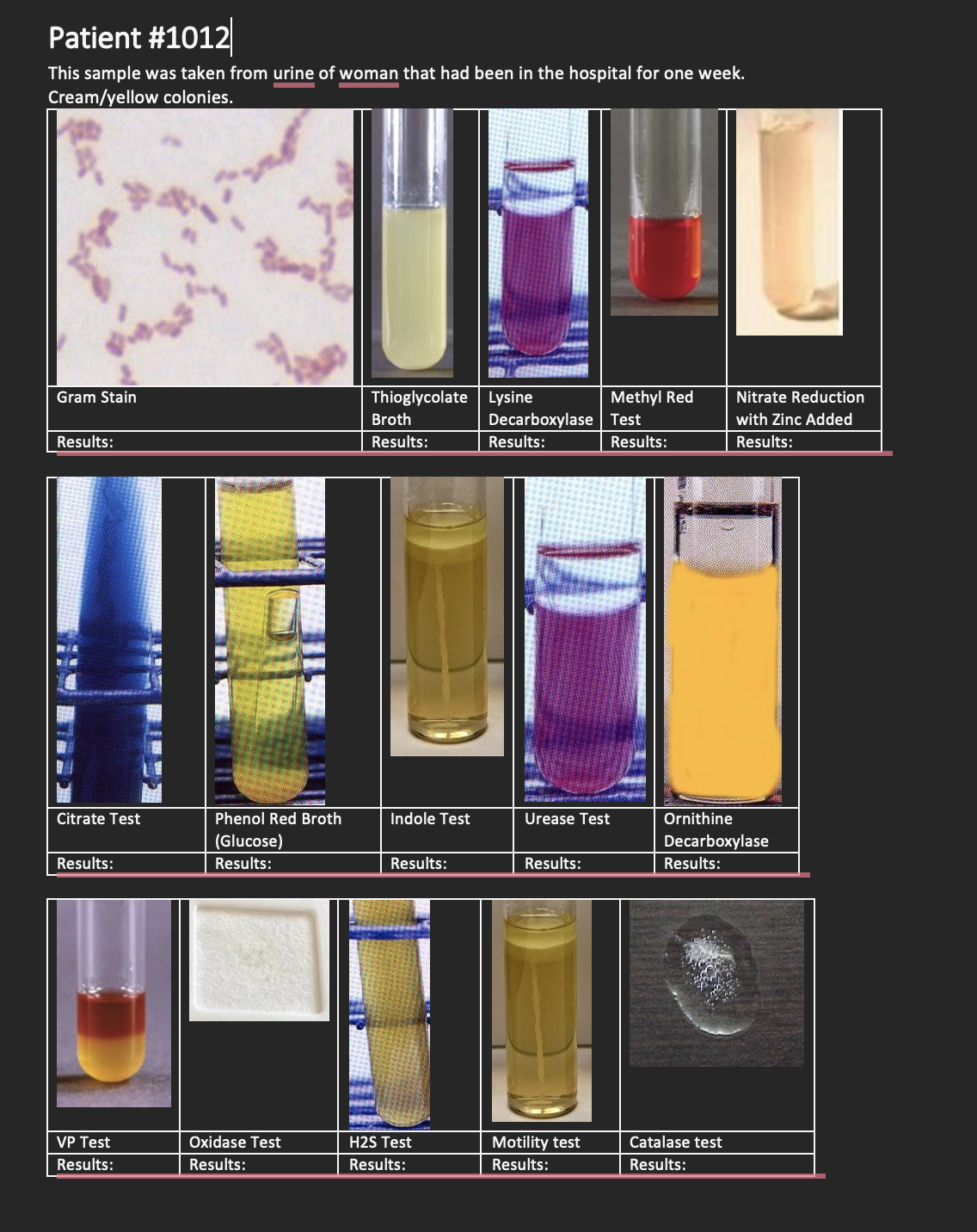 Solved Lab Report:Bacterial Sample # ____ (found at top of | Chegg.com