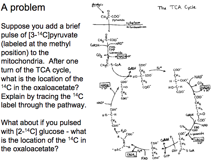 Solved Follow the carbons! After on turn of the TCA cycle, | Chegg.com