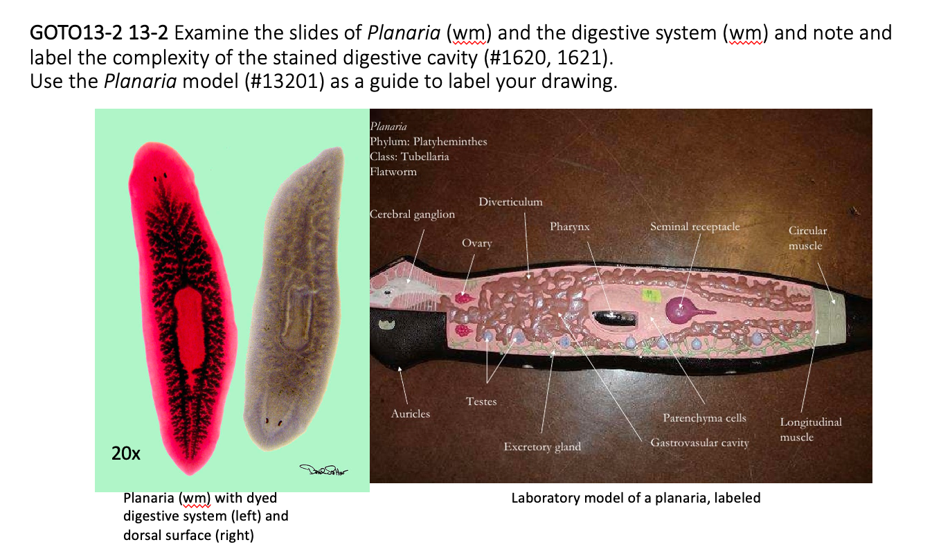 Planariadiagramnawalanglabel