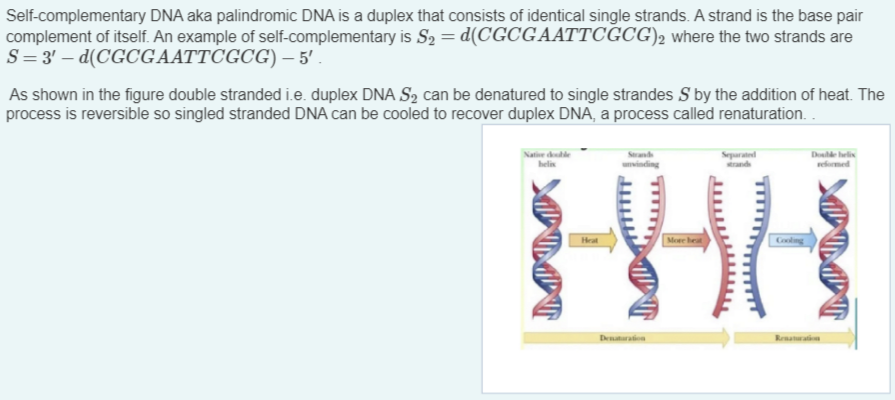 Solved Self-complementary DNA aka palindromic DNA is a | Chegg.com