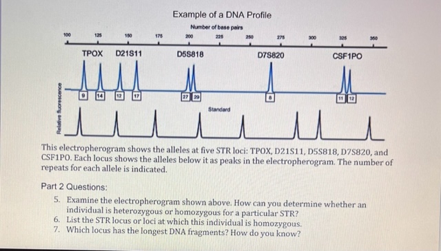 Solved Example of a DNA Profile This electropherogram shows | Chegg.com