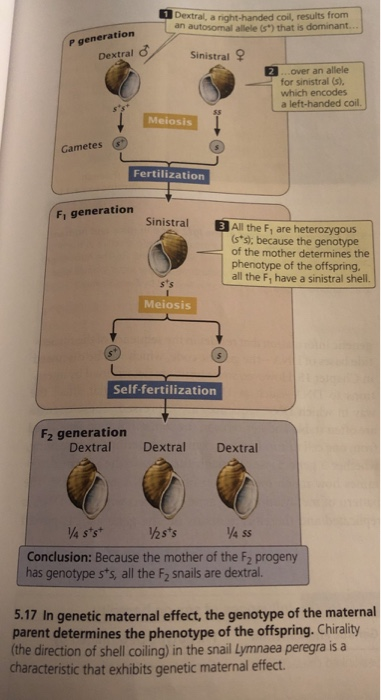 Solved If the F2 dextral snails with genotype s+s in the | Chegg.com