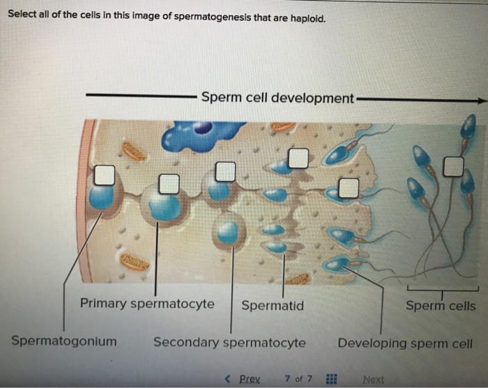 Solved Select all of the cells in this image of | Chegg.com