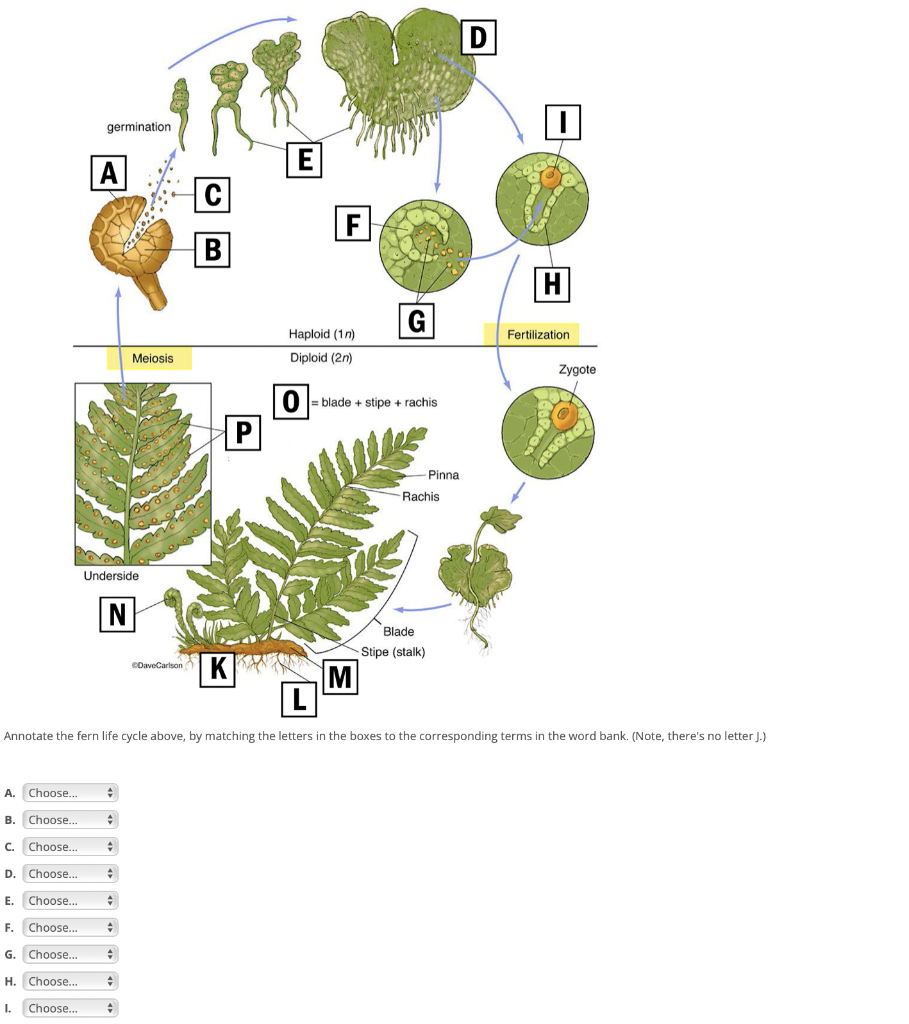 Annotate the fern life cycle above, by matching the | Chegg.com