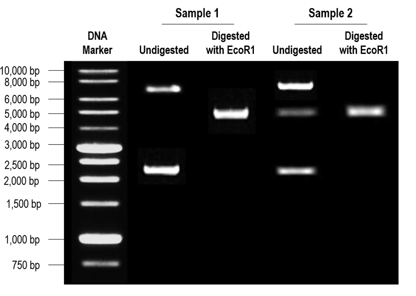 Solved Following electrophoresis of the two pGlo | Chegg.com