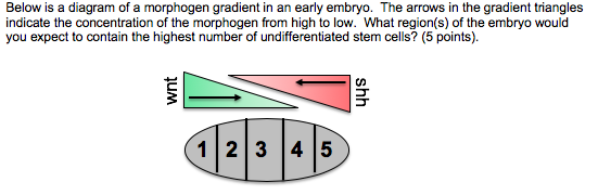 Solved Below is a diagram of a morphogen gradient in an | Chegg.com