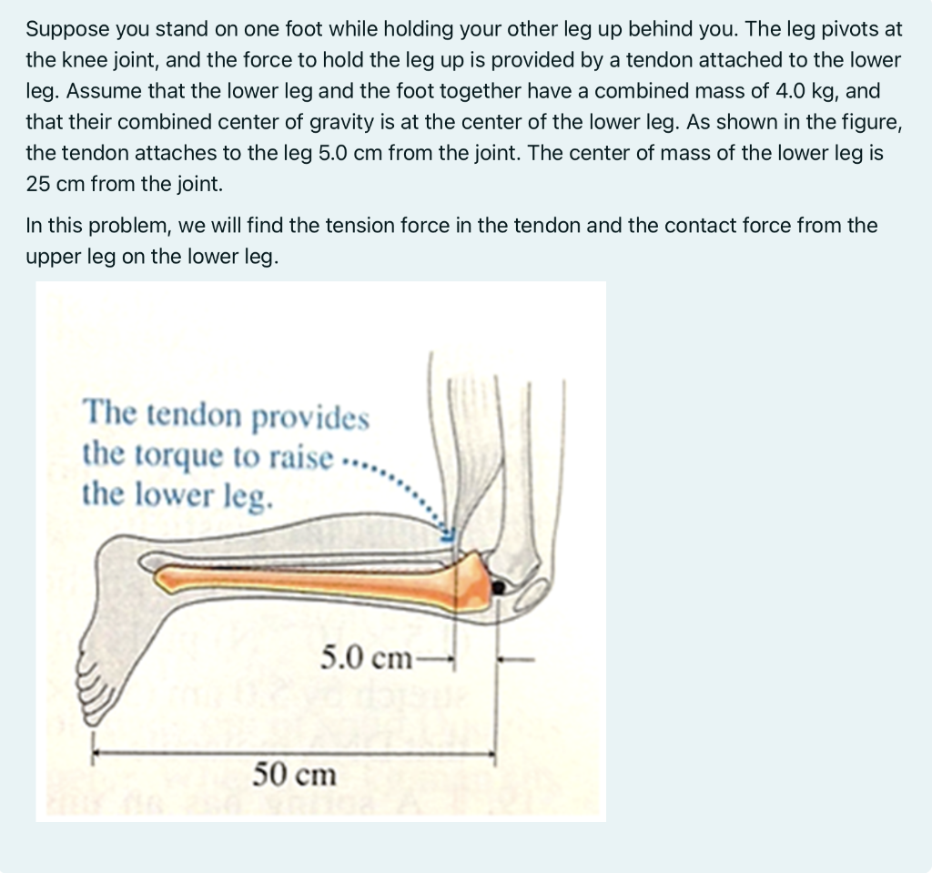 Solved a. What is the torque due to the weight of the leg? | Chegg.com
