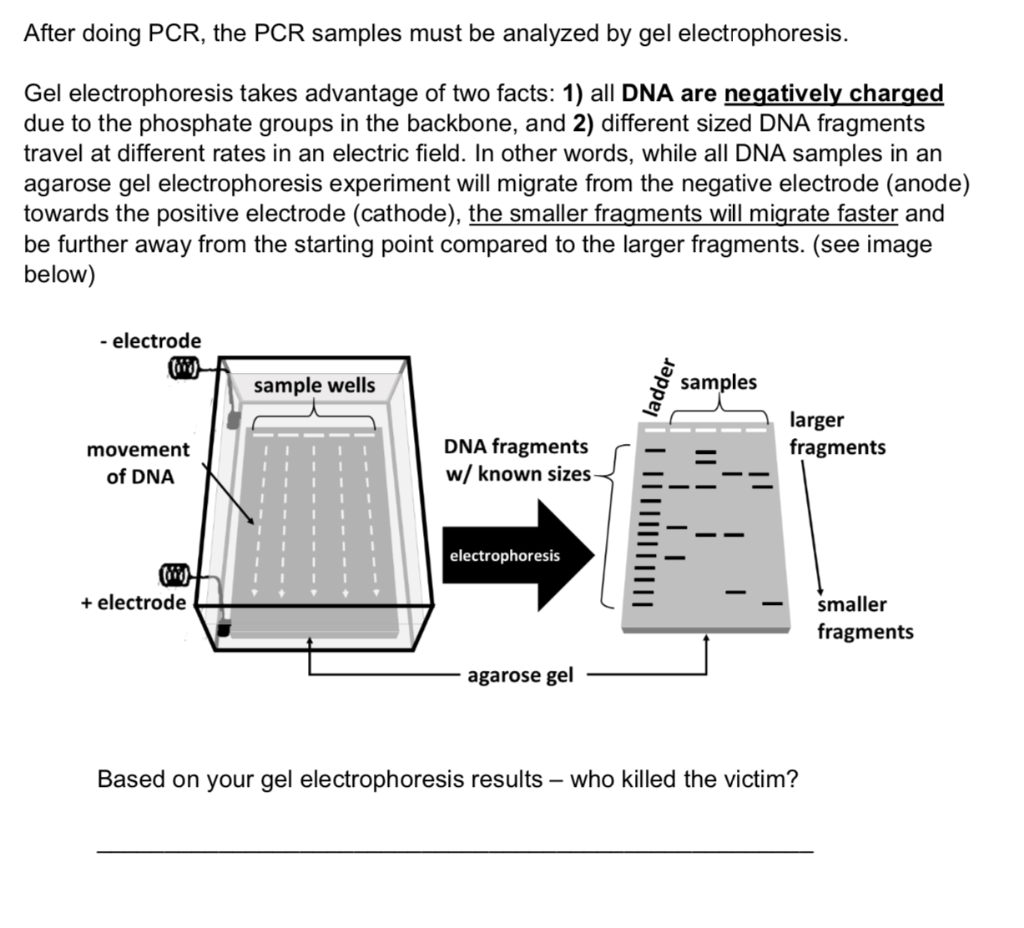 After doing PCR, the PCR samples must be analyzed by | Chegg.com