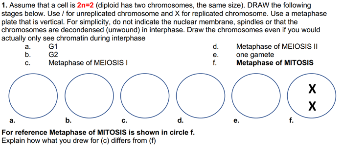 1. Assume that a cell is 2n=2 (diploid has two | Chegg.com