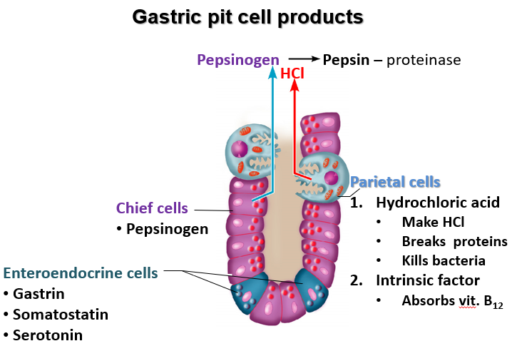 Solved Gastric pit cell products Pepsinogen-Pepsin - | Chegg.com