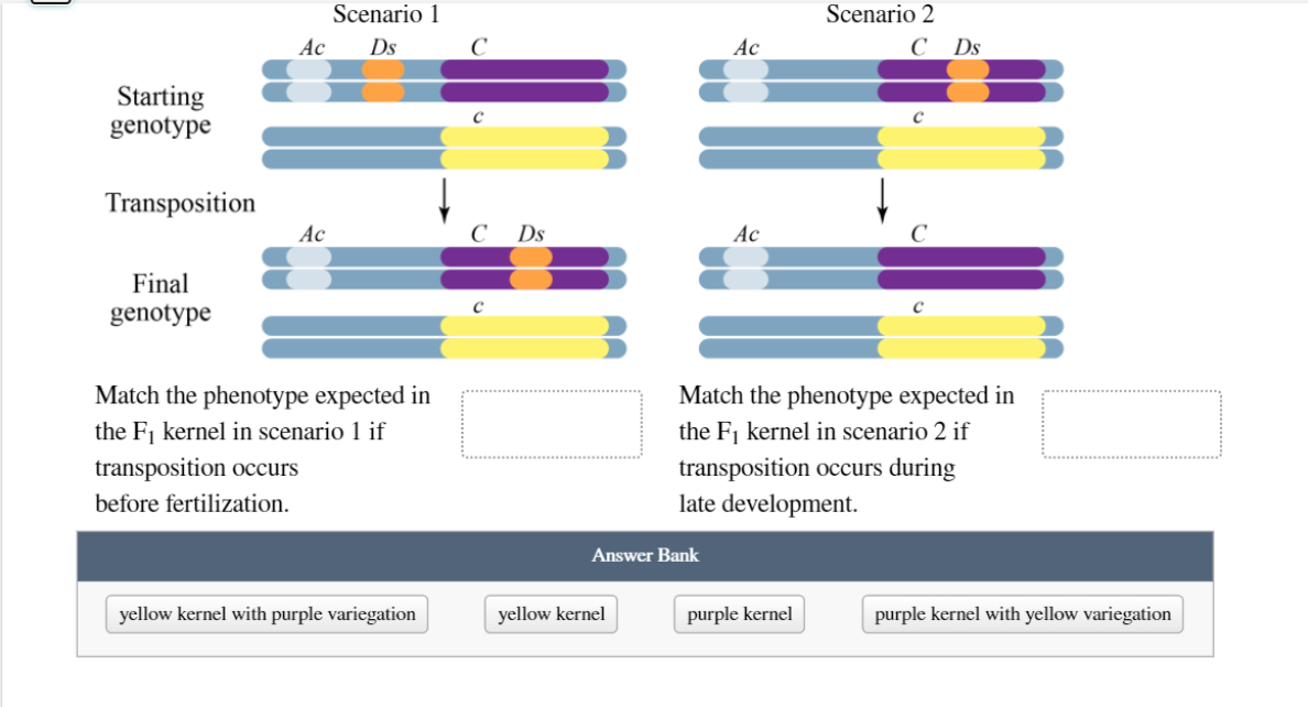 Solved Scenario 1 ACDs Scenario 2 CDs С Ac Starting genotype | Chegg.com