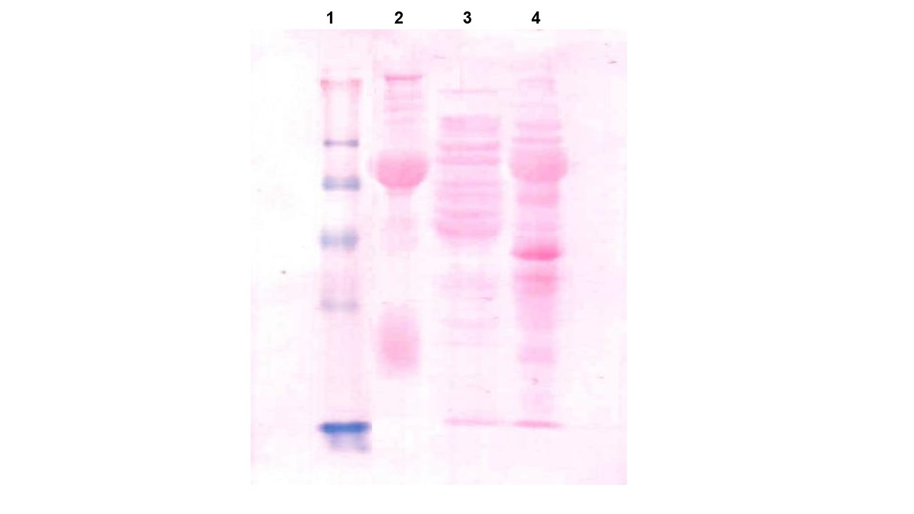 a) NCF Images - Insert a labelled NCF images here – | Chegg.com