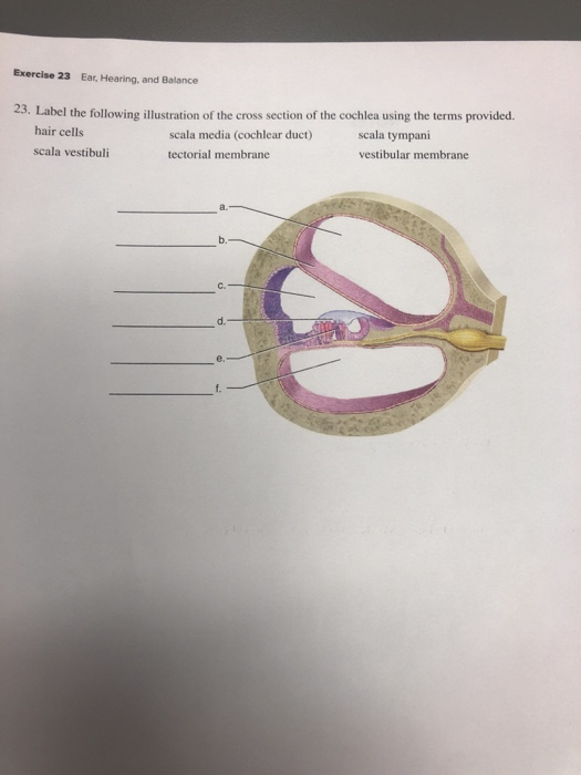 Solved Exercise 23 Ear, Hearing, and Balance 23. Label the | Chegg.com