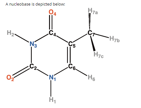 Solved A nucleobase is depicted below: 02 На H₂ CA. H70 N | Chegg.com