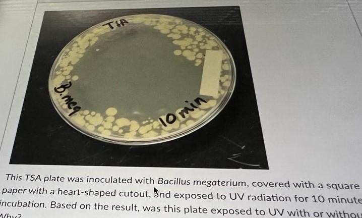 Solved TIA B. mea 10 min This TSA plate was inoculated with | Chegg.com