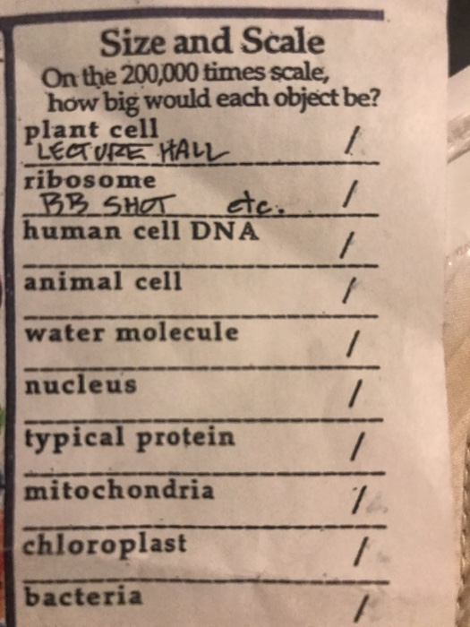 Solved Size and Scale On the 200,000 times scale how big | Chegg.com