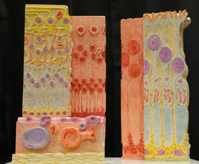 Solved Identify the following on the Eye | Chegg.com