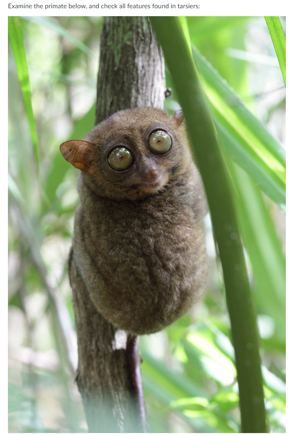 Solved Most are diurnal Monkeys with wide, flat noses with | Chegg.com