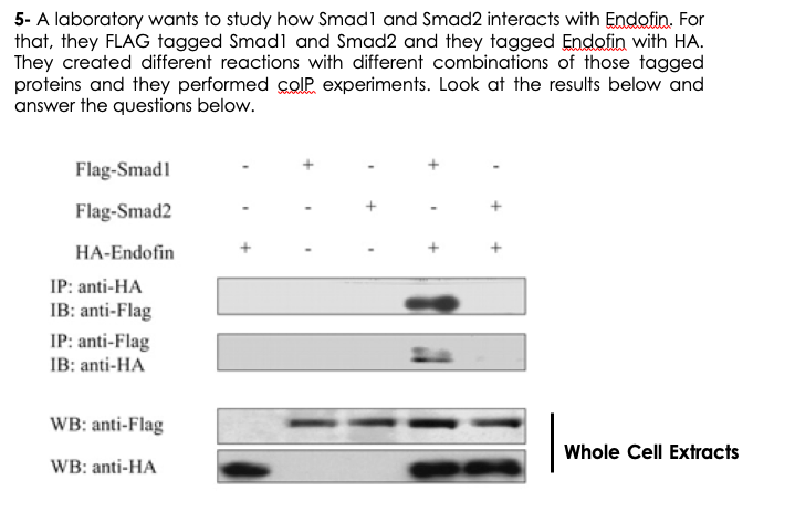 Solved a. Can you conclude that Smad2 and Endofin interact? | Chegg.com
