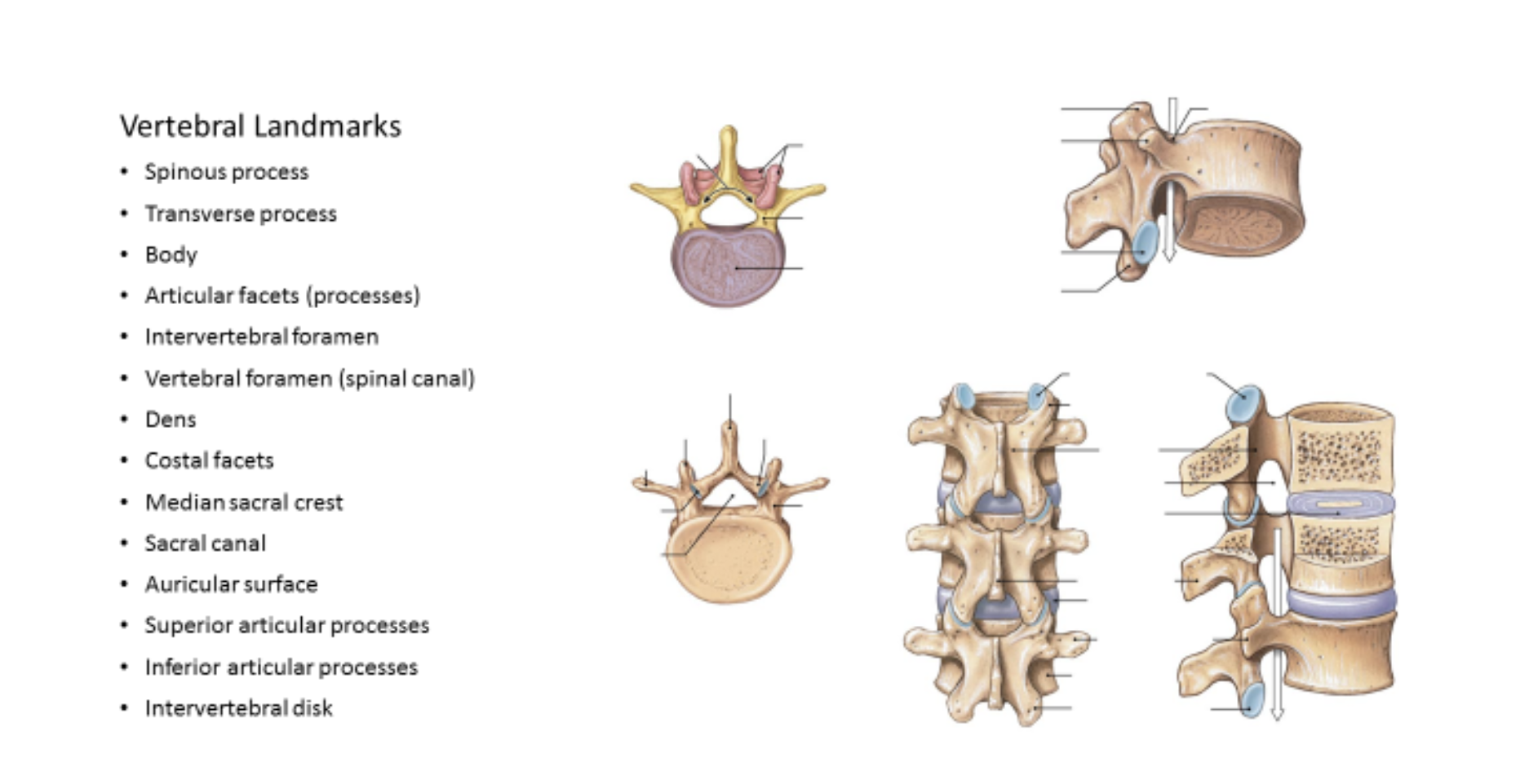 Pelvic Girdle – Innominate Bones • Ilium iliac crest | Chegg.com