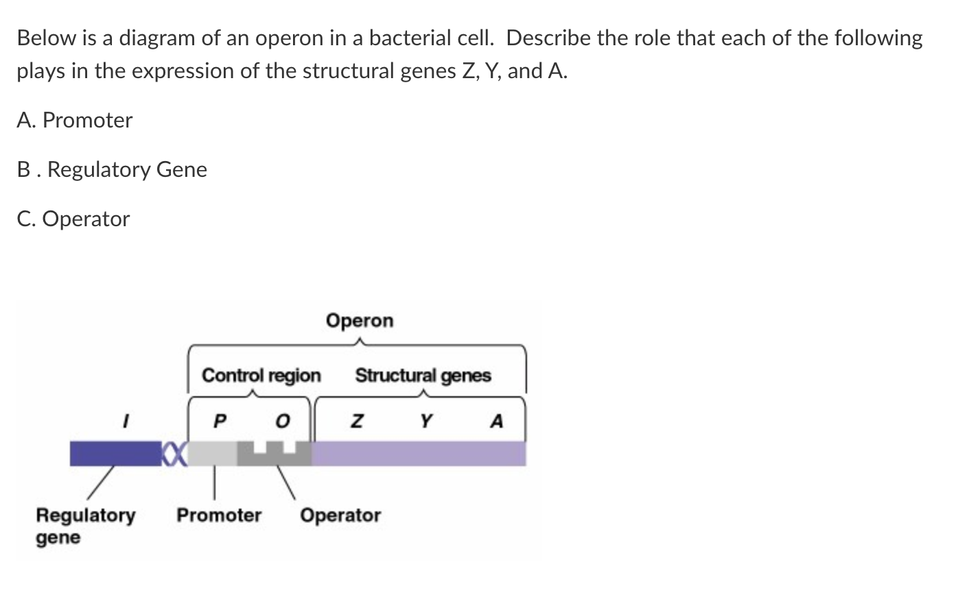 Solved Below is a diagram of an operon in a bacterial cell. | Chegg.com