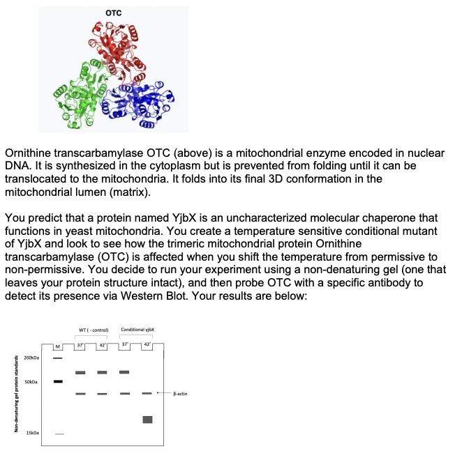 Solved Ornithine transcarbamylase OTC (above) is a | Chegg.com