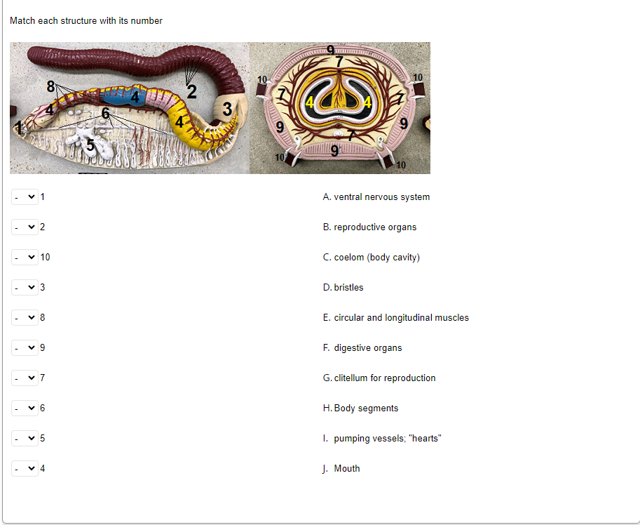 Solved Match each structure with its number | Chegg.com