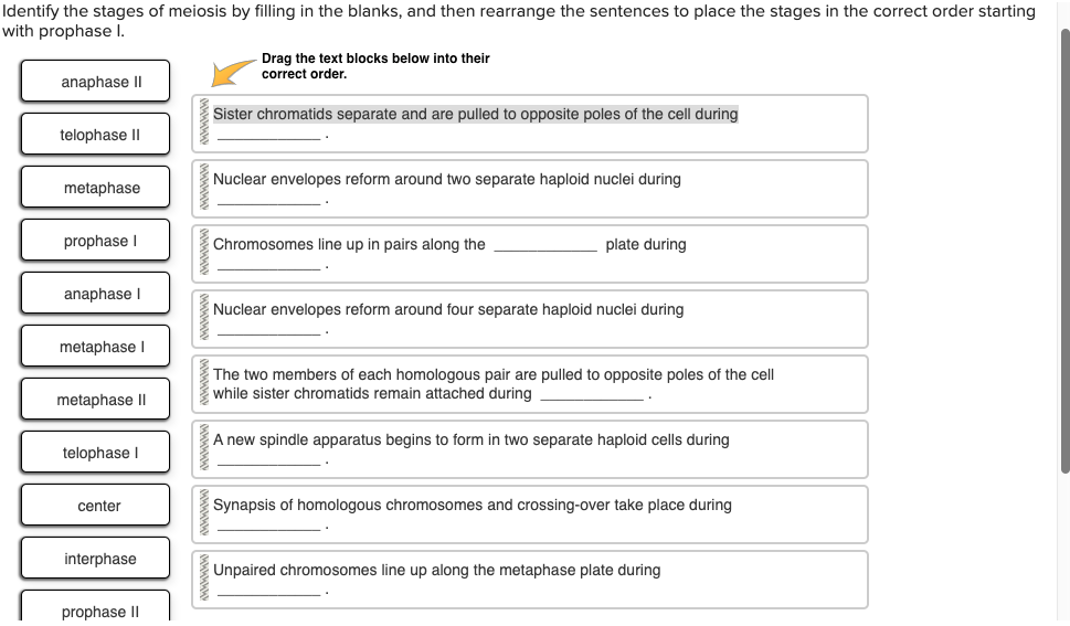 Solved Identify the stages of meiosis by filling in the | Chegg.com Solved Identify the stages of meiosis by filling in the | Chegg.com