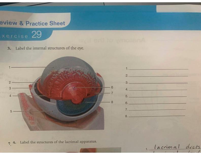 Solved 3. Label the internal structures of the eye. 1. 2. 3. | Chegg.com