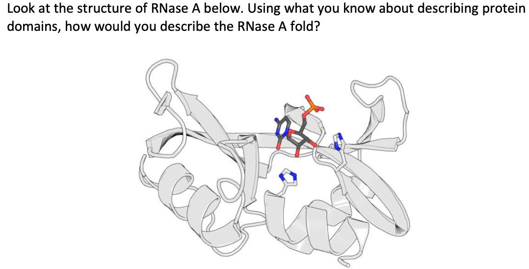 Look at the structure of RNase A below. Using what | Chegg.com