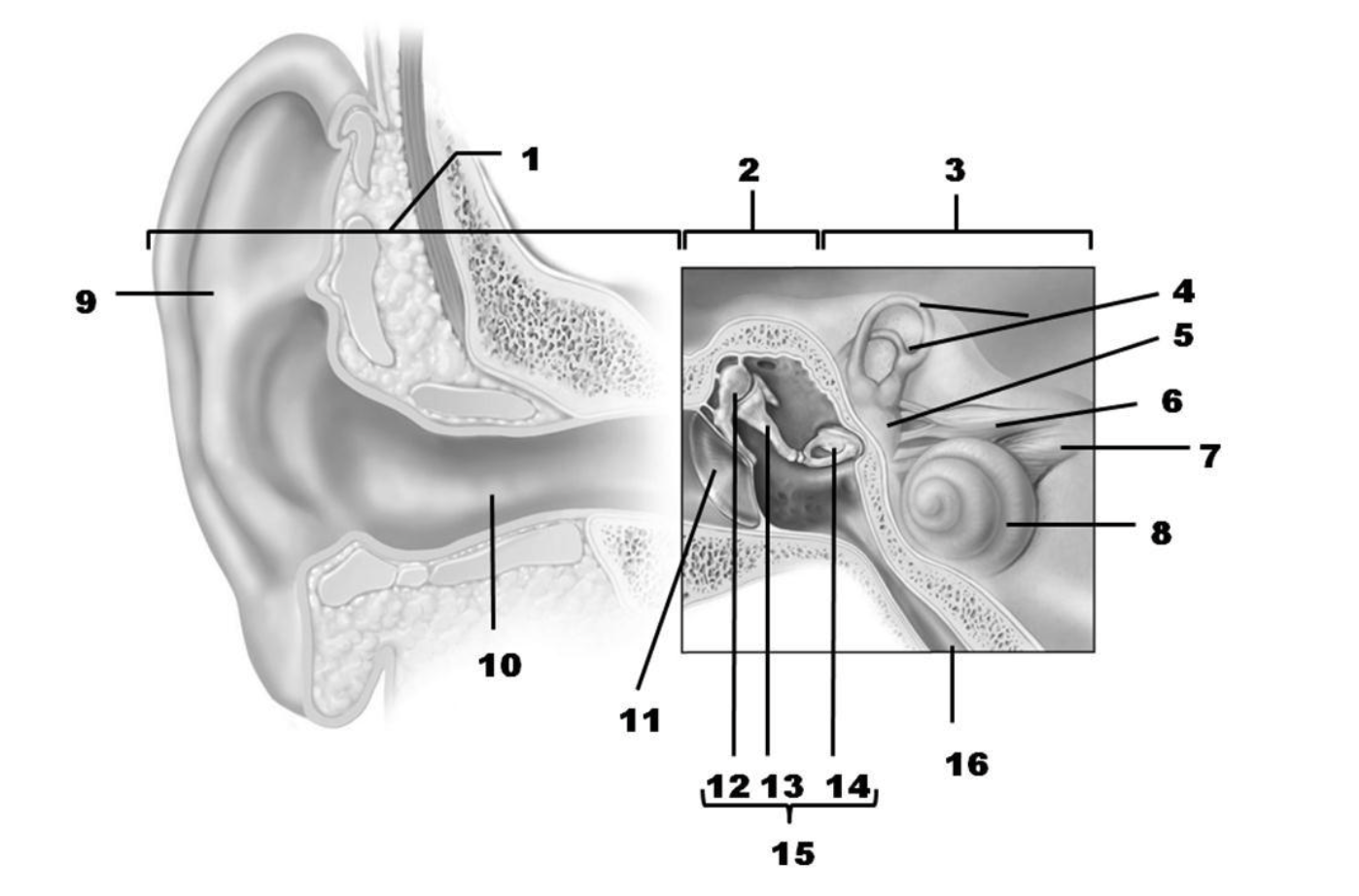 Solved Outer ear: Auricle (pinna) Outer ear canal (auditory | Chegg.com