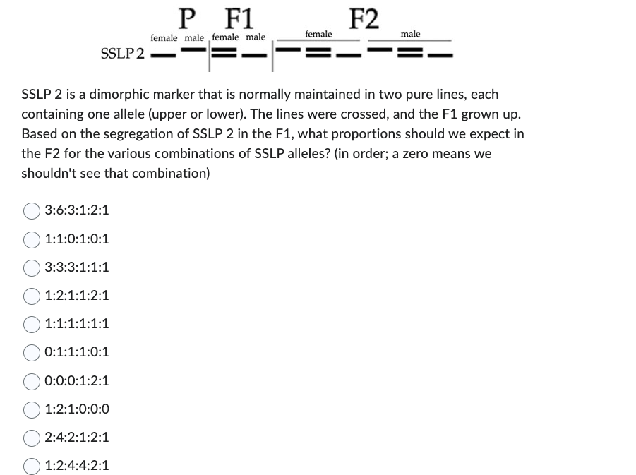 Solved SSLP 2 is a dimorphic marker that is normally | Chegg.com