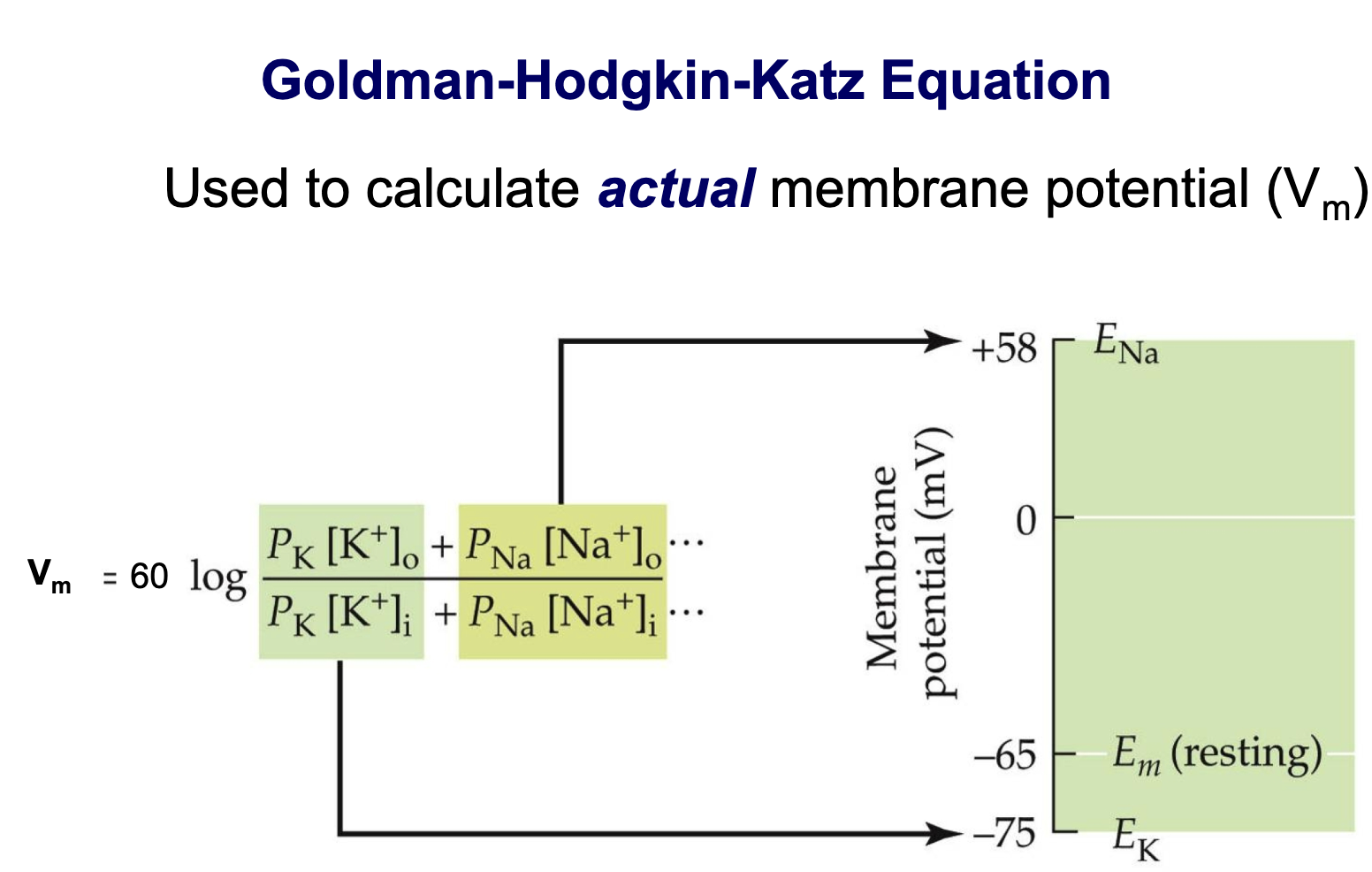Solved Goldman-Hodgkin-Katz Equation Used to calculate | Chegg.com